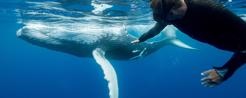 Les excursions Baleines à Scubapiti Moorea en Polynésie française