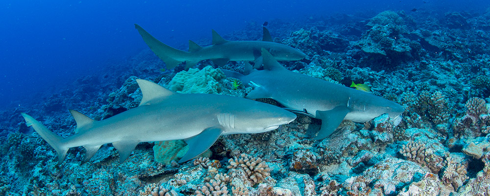 Scuba Diving in Moorea in French Polynesia with Scubapiti Moorea